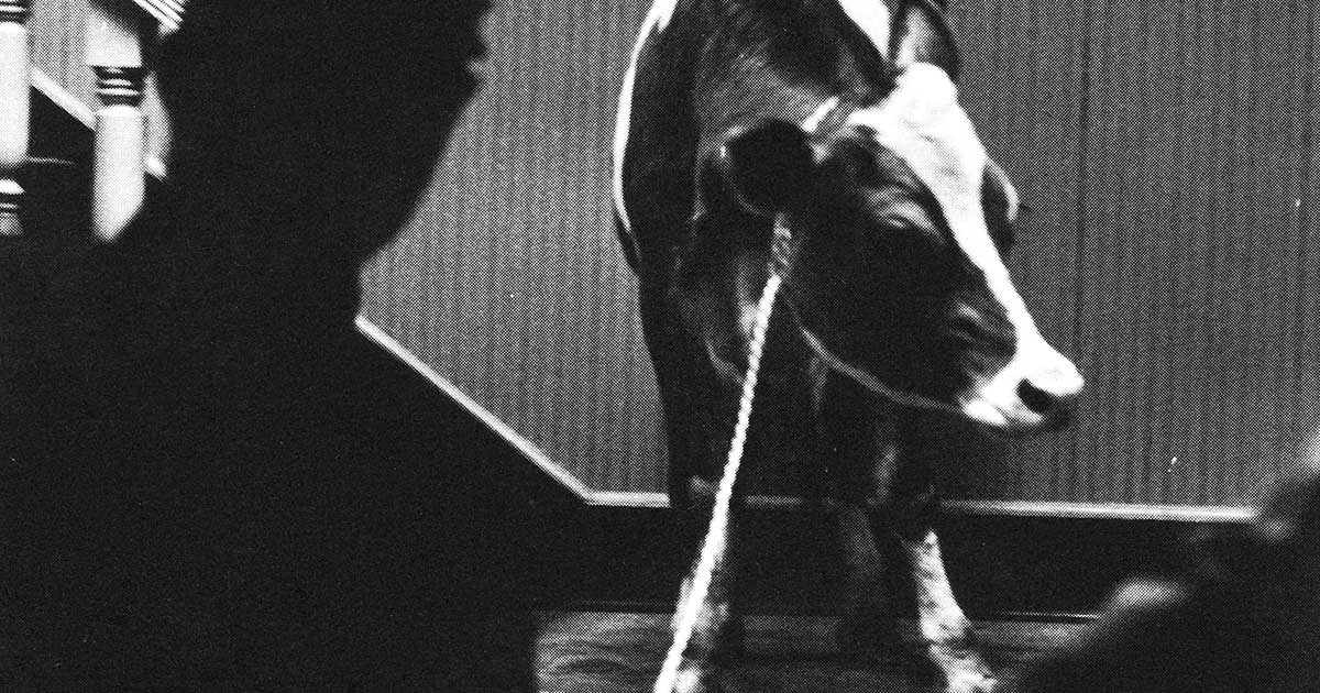 The Curious Case of the Cow on Campus